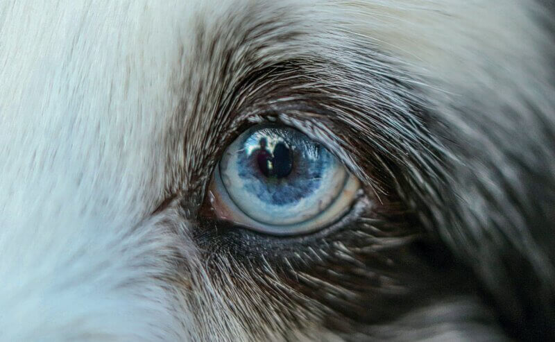 Dog Cataracts: Everything Dog Parents Should Know - Canine Campus Dog ...