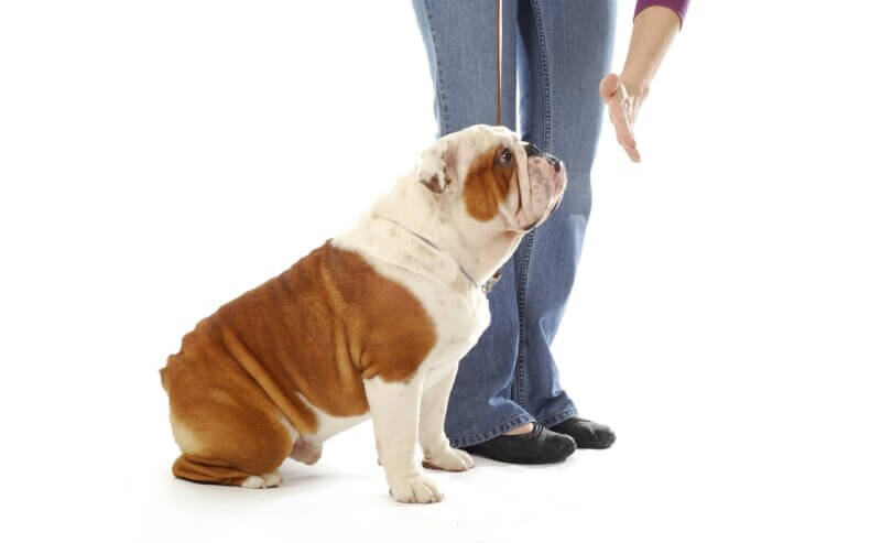 How to Teach Your Dog to Stay: Step by Step for Success - Canine Campus ...