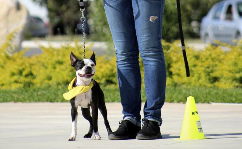 How to Teach Your Dog to Stay: Step by Step for Success - Canine Campus ...