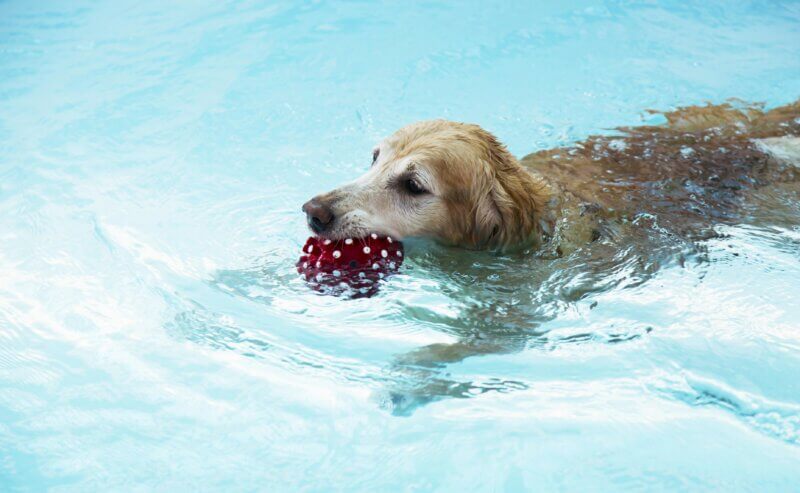 Is It Safe for Dogs to Swim in Chlorinated Pools? - Canine Campus Dog ...