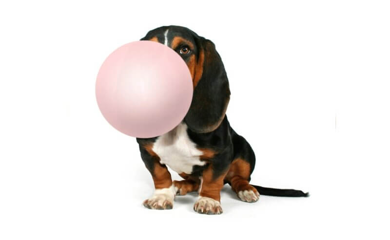 What Happens If Dogs Eat Gum