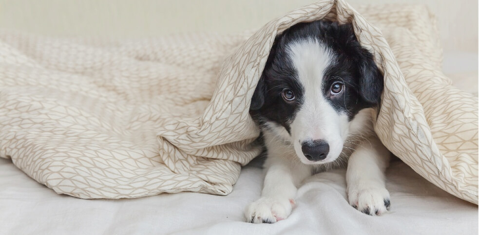 How to Help a Fearful Dog Overcome Anxiety - Canine Campus Dog Daycare ...