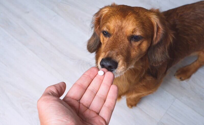 Aspirin for Dogs: What You Need to Know Before Use - Canine Campus Dog ...