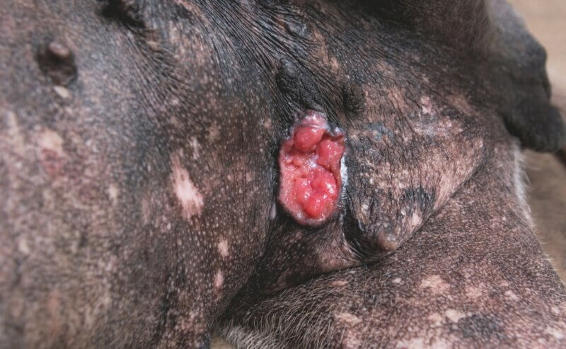 Dog Skin Cancer: Early Signs Every Parent Should Know - Canine Campus ...