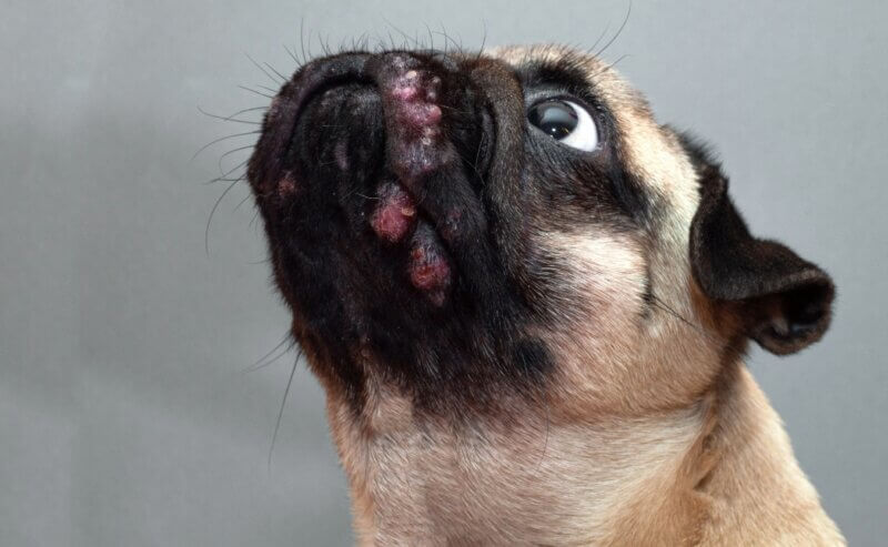 Dog Skin Cancer: Early Signs Every Parent Should Know - Canine Campus ...