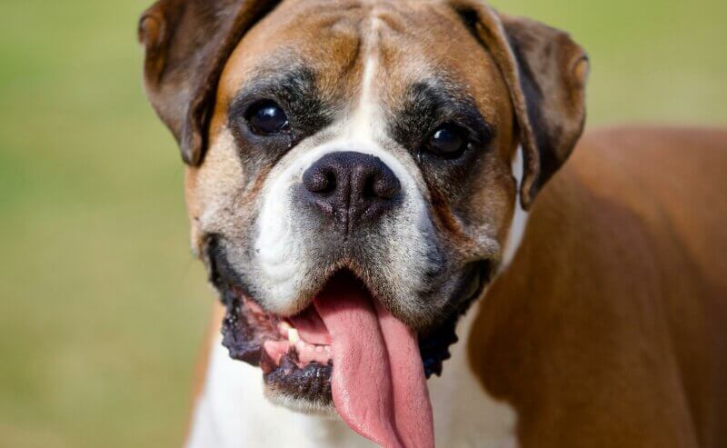 Why Is My Dog Panting So Much? What Dog Parents Should Know - Canine ...