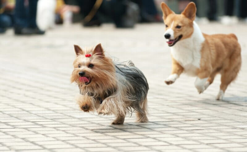 Why Do Dogs Hump? How to Stop This Embarrassing Habit - Canine Campus ...