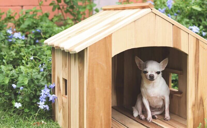 Best Outdoor Dog Houses To Keep Pets Safe and Cozy - Canine Campus Dog ...