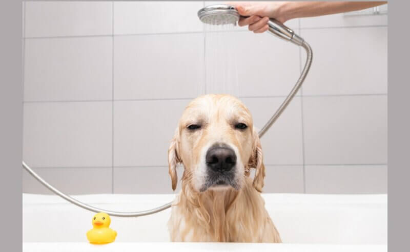 Best Shower Attachment for Dogs | Easy Bath Time