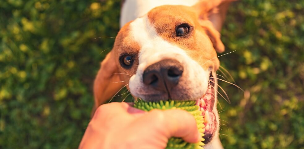 How to Teach Your Dog to Drop It - Canine Campus Dog Daycare & Boarding