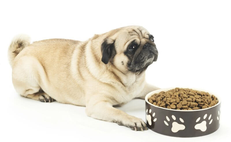 Dog Not Eating? Common Reasons and When to Worry - Canine Campus Dog ...